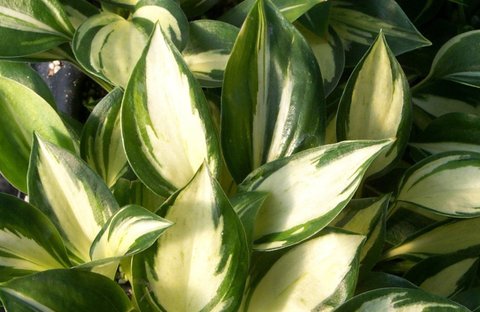 Hosta 'Pathfinder' | Pathfinder Plantain Lily | plant lust