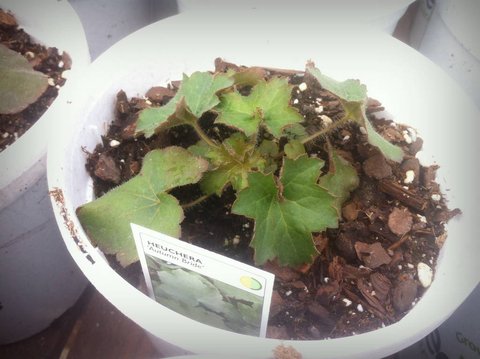 Heuchera villosa 'Autumn Bride' | Coral Bells | Hairy Alum Root | plant ...