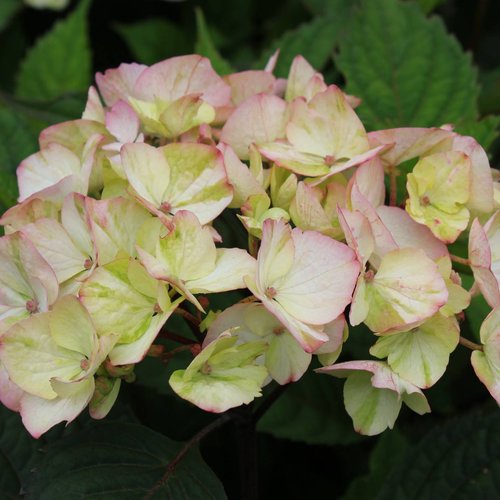 Hydrangeas Plus - plant lust