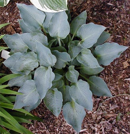 Hosta 'Blue Dimples' | | plant lust