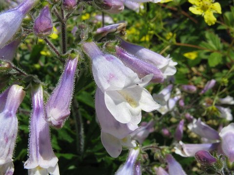 Penstemon hirsutus 'Pygmaeus' | Penstemon hirsutus var. pygmaeus ...