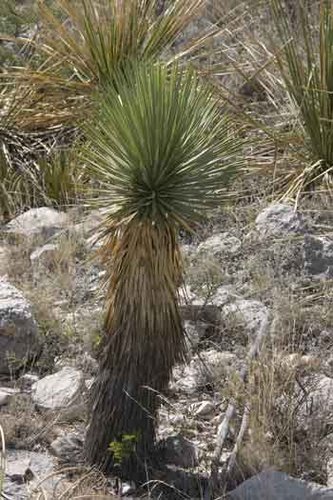 Yucca thompsoniana coll. #YD28-11 | Yucca rostrata var. thompsoniana ...