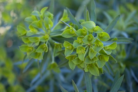 Euphorbia 'Dean' | Euphorbia 'Dean's Hybrid' | Dean's Hybrid Spurge ...