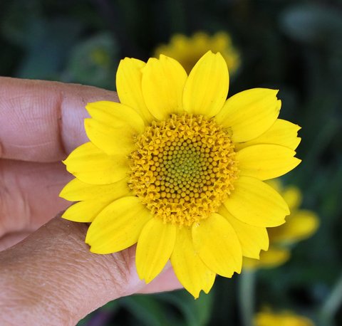Lasthenia californica ssp. macrantha | Perennial Goldfields | plant lust