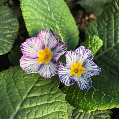 Primula acaulis | Blue Zebra® Primrose | plant lust