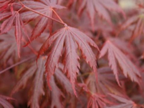 Acer palmatum 'Fireglow' | Acer palmatum 'Fire Glow' | Fire Glow ...