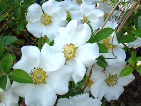 Rosa laevigata | Cherokee Rose | plant lust
