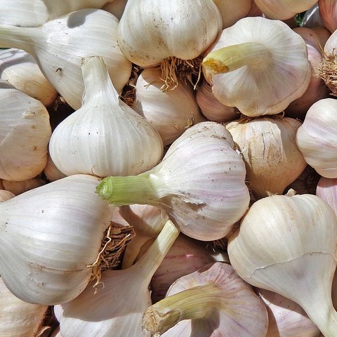 Organic Silver Rose Softneck Garlic | Allium sativum var. sativum ...