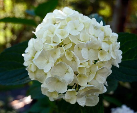 Hydrangea macrophylla 'Bridal Bouquet' | | plant lust