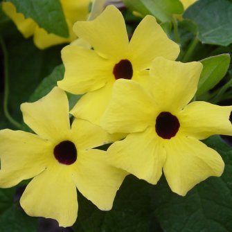 Thunbergia 'Sunlady' | Thunbergia x 'Sun Lady' | Sun Lady Black-Eyed ...
