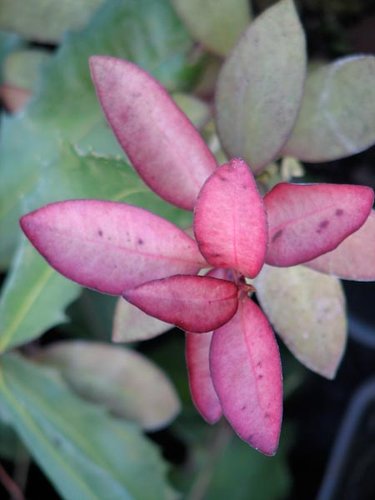 Pseudowintera colorata 'Red Glow' | Red Glow Horopito | Red Glow ...