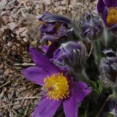 Anemone multifida | Cutleaf Anemone | Pacific Cliff Anemone | plant lust