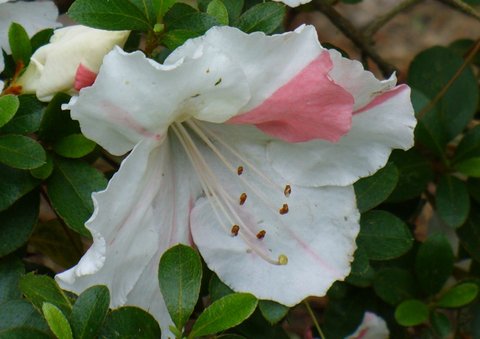 Conversation Piece Azalea | Azalea 'Conversation Piece' | Rhododendron ...