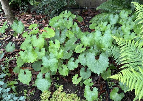 Eomecon chionantha | Poppy of The Dawn | Snow Poppy | plant lust