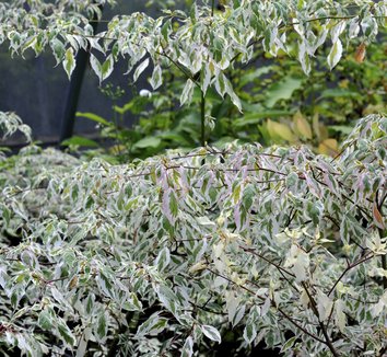 Cornus kousa Heart Throb® PP09283 | Cornus kousa 'Heart Throb ...