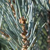 Pinus monophylla 'Owens Ball' | plant lust
