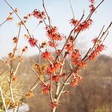 Hamamelis x intermedia 'Rubin' | Hamamelis intermedia 'Rubin' | Witch ...