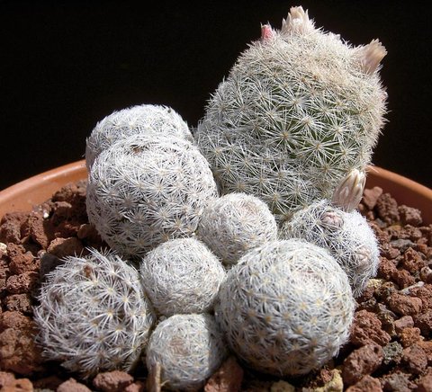 Mammillaria lasiacantha | Golf Ball Cactus | Lacespine Pincushion ...