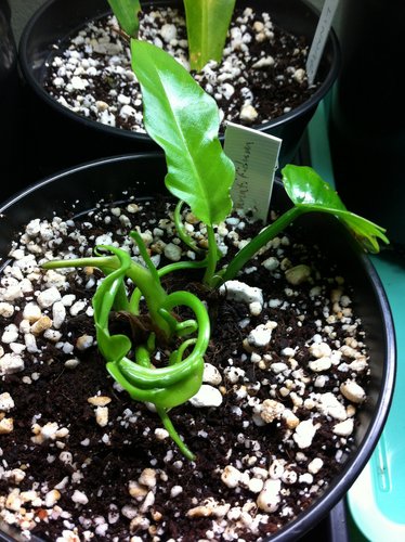 Philodendron pinnatifidum | plant lust