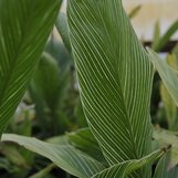 Alpinia formosana | Alpinia formosana 'Pinstripe' | Hedychium formosana ...