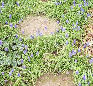 Muscari from multiple nurseries on Plant Lust