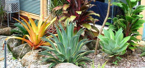 Agave desmettiana 'Variegata' | Agave desmettiana variegata ...