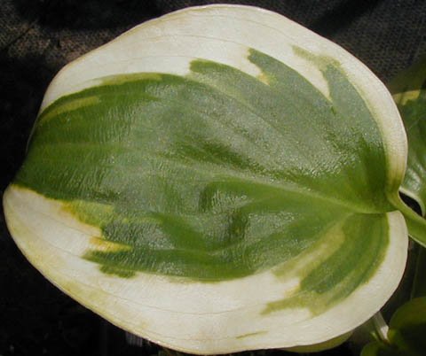 Hosta 'Ice Cream' | | plant lust