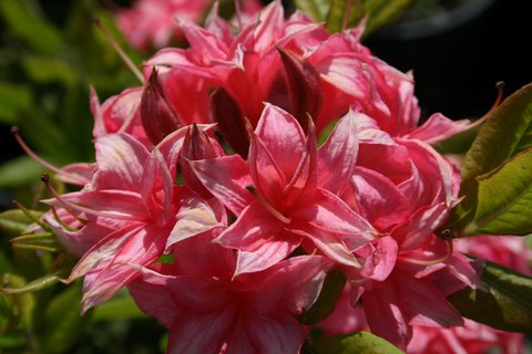 Arneson Fairy Jewel Azalea | Azalea 'Arneson Fairy Jewel' | plant lust