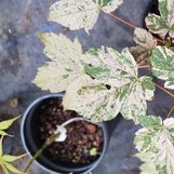 Acer pseudoplatanus 'Esk Sunset' | Acer pseudoplatanus 'Eskimo Sunset ...