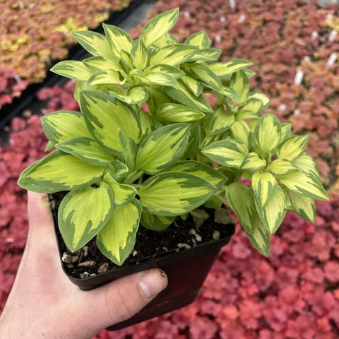Alstroemeria 'Zoe' PP30680 | Alstroemeria 'Little Miss Zoe ...