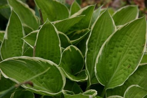 Hosta 'Moonlight' | Hosta 'Moon Light' | plant lust