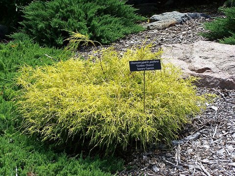 Chamaecyparis pisifera | Japanese False Cypress | Sawara cypress ...