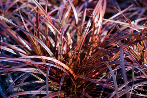 Uncinia rubra 'Belinda's Find' | Uncinia unciniata 'Belinda's Find ...
