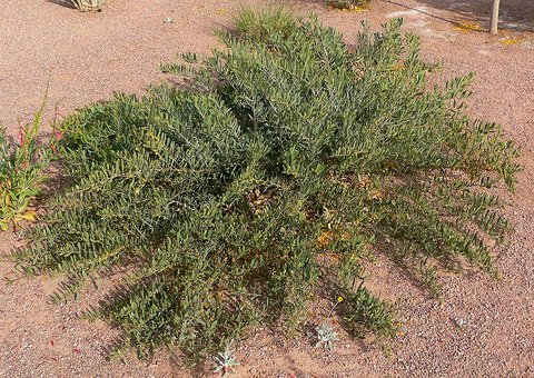 Acacia redolens | Prostrate Acacia | plant lust