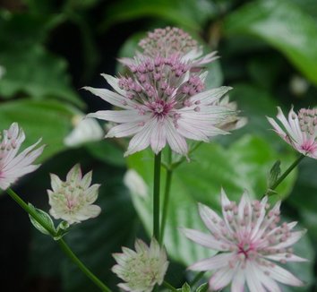 Astrantia from multiple nurseries on Plant Lust
