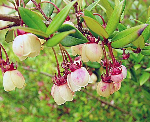 Ugni molinae [RCH 396] | | plant lust
