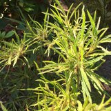 Spider Azalea | Rhododendron macrosepalum 'Linearifolium ...