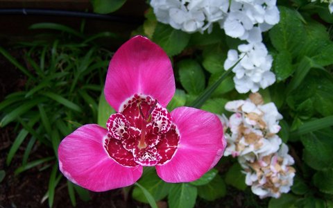 Tigridia pavonia [pink] | Tigridia pavonia 'Pink' | plant lust