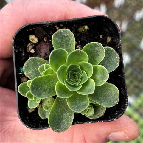 Aeonium dodrantale | Aeonium dodrentale | plant lust