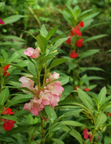 Impatiens balsamina | Balsam | Balsamine | Jumping Betty | plant lust