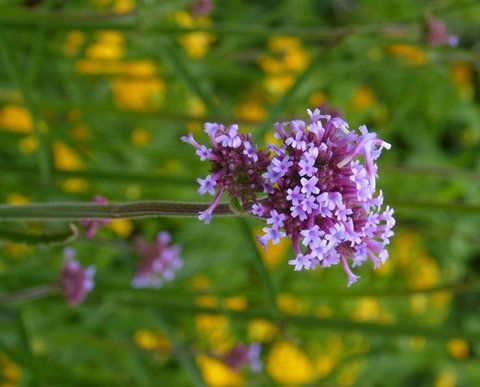Verbena bonariensis 'Cloud 8' | Verbena bonariensis 'Cloud Eight ...