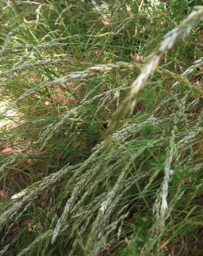 Melica californica | California Melic | plant lust