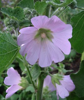 Alcea biennis | Alcea pallida | Hollyhock | plant lust