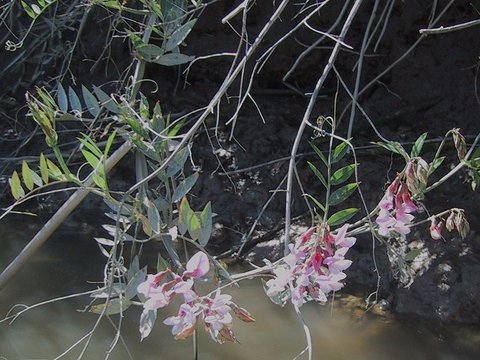 Lathyrus jepsonii | Lathyrus jepsonii var. jepsonii | Delta Tule Pea ...
