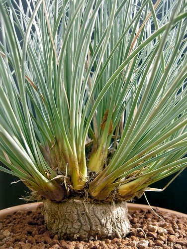 Calibanus hookeri | Beaucarnea hookeri | Calibanus caespitosus ...