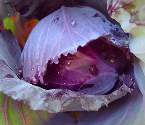 Ruby Ball Cabbage | plant lust