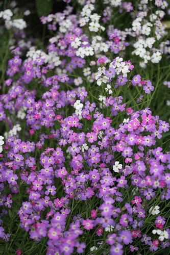 Malcolmia maritima | Virginia Stock | plant lust