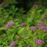 Spiraea japonica Limemound® | Spiraea japonica 'Lime Mound' | Spiraea ...