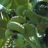 Musa 'Praying Hands' | Banana | plant lust