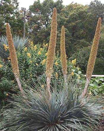 Dasylirion wheeleri [coll. #A4AZ-019] | Wheeler's Blue Sotol | Spoon ...